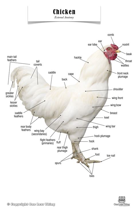 Chicken Anatomy Poster Chicken Anatomy Anatomy Chicken Facts