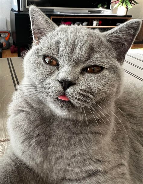 Smol Blep From Smol Kitty R Blep