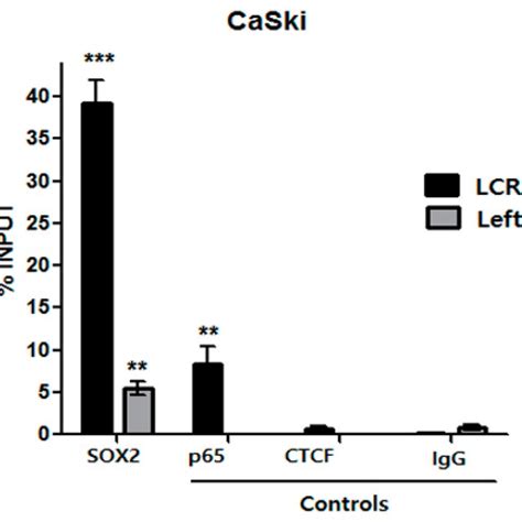 Sox2 Binds To Hpv16 Lcr Putative Binding Sites In Vivo Chromatin
