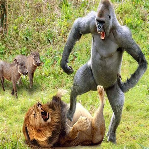 Amazing Big Horse Mating Compilation Horse Breeding Animals Mating