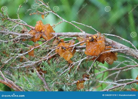 Juniper Rust On Branch Of Savin Juniper Juniperus Sabina Caused By