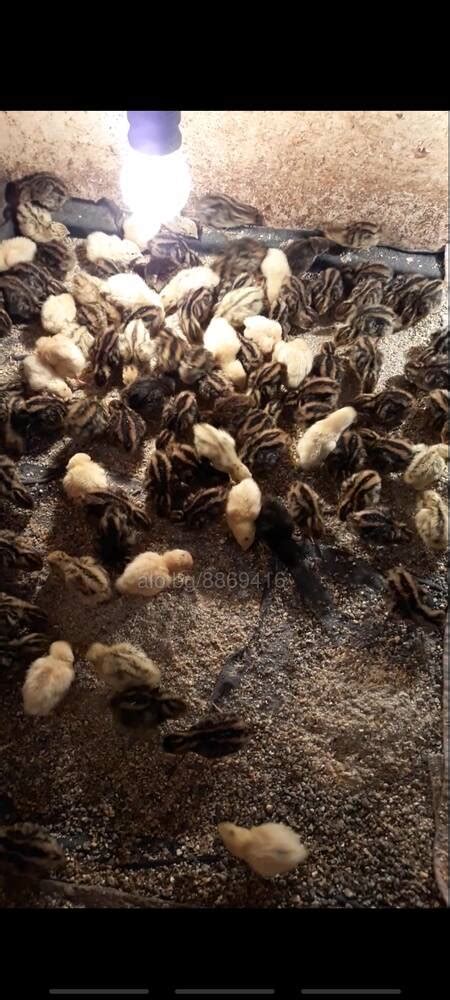 Млади пъдпъдъци Съоръжения Клетки за отглеждане на животни Българово Новоизлюпени пъд