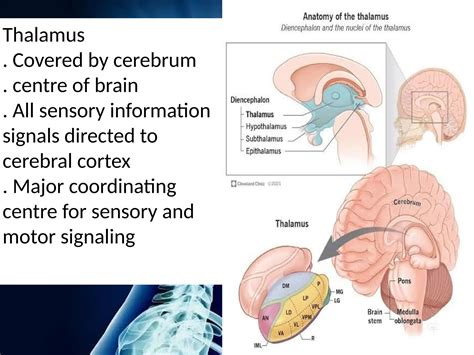Brain Structure And Its Function Class 10 Pptx Brain And Nervous Brain Structure And Its Function Class 10 Pptx Brain And Nervous
