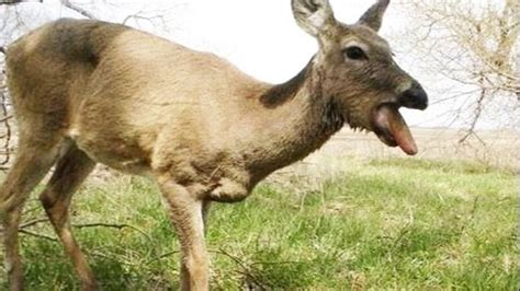Petition · Save North Carolina Deer From Chronic Wasting Disease Now