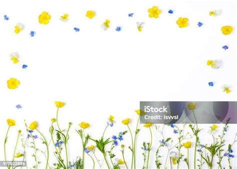フィールド キンポウゲとパンジーは白い背景で隔離の草原の花コピー スペース平面図ですフラットが横たわっていた からっぽのストックフォトや