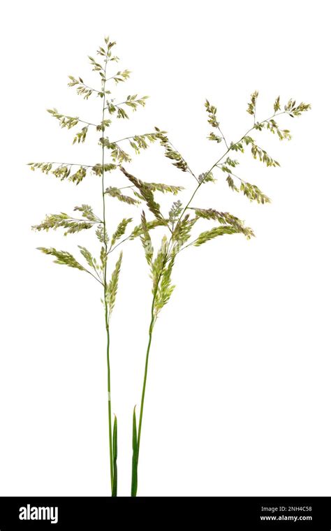 Rough Meadow Grass Poa Trivialis Plant White Background Stock Photo