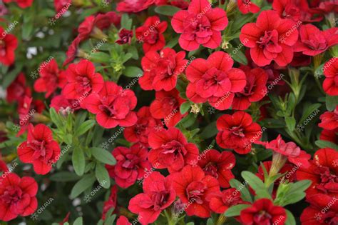 Calibrachoa hybrida PortuCal Double Red | Jaunstādi | Onava.lv