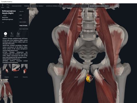Muscle Bulbo Spongieux Schéma Périnée Triangles Et Plans