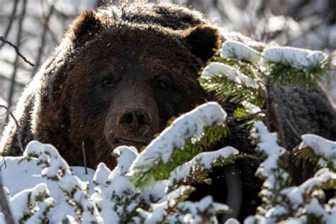 Bloody Grizzly Bear Eating