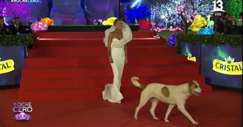 Inesperada celebridad de cuatro patas se inmiscuye en la alformbra roja de Gala de Viña