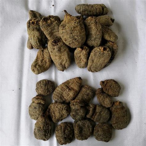 云南野生乌天麻图片野生乌天麻图片 伤感说说吧