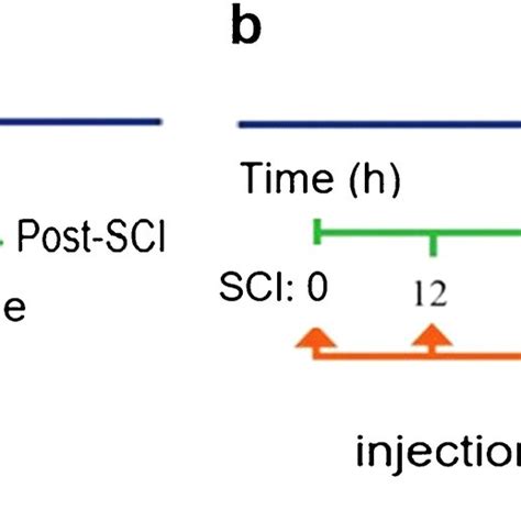 Schematic Diagram Representing Timeline For Experimental Procedures Download Scientific Diagram