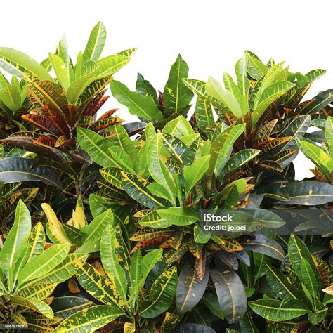 Codiaeum Variegatum 잎 흰색 바탕에 흰색 배경 0명에 대한 스톡 사진 및 기타 이미지 0명 공원 나무