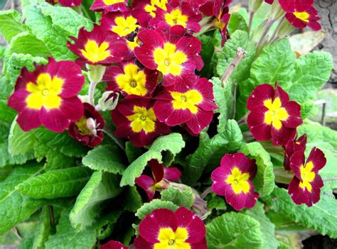 🔥 50 Primrose Wallpapers Wallpapersafari