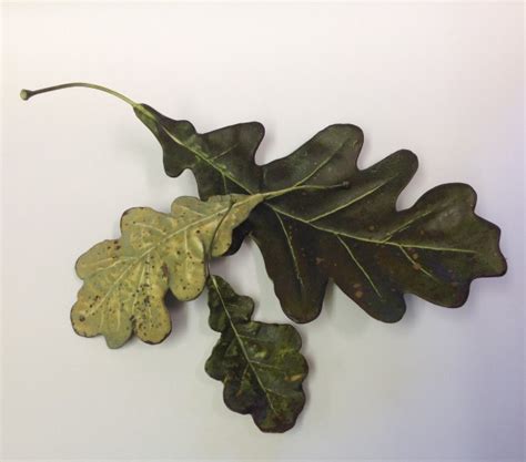 Oak Leaf Large Penkridge Ceramics