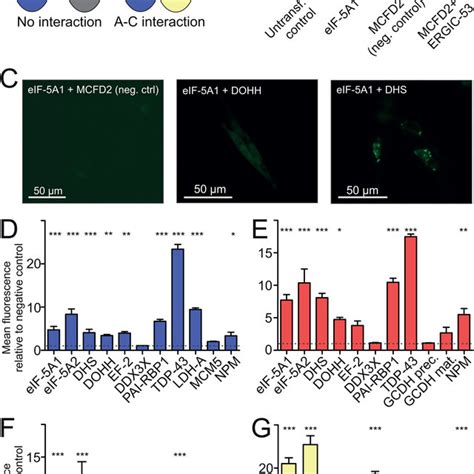 Establishment Of A Protein Fragment Complementation Assay Pca Assay