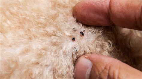 Flea Eggs What Do They Look Like And How To Get Rid Of Them