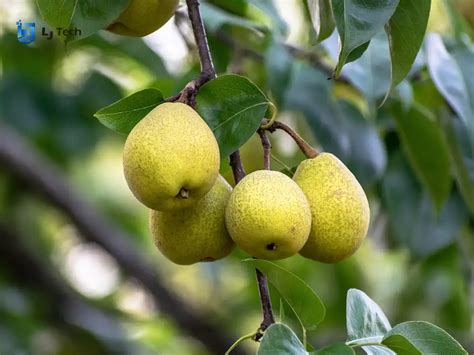 Automatic Spraying Machine Efficient Orchard Solutions Through Multi Machine Collaboration