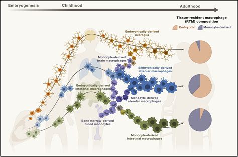 Macrophages In Health And Disease Cell