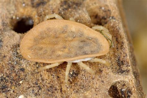 Arachnology Identification Of A Small Flat Bug