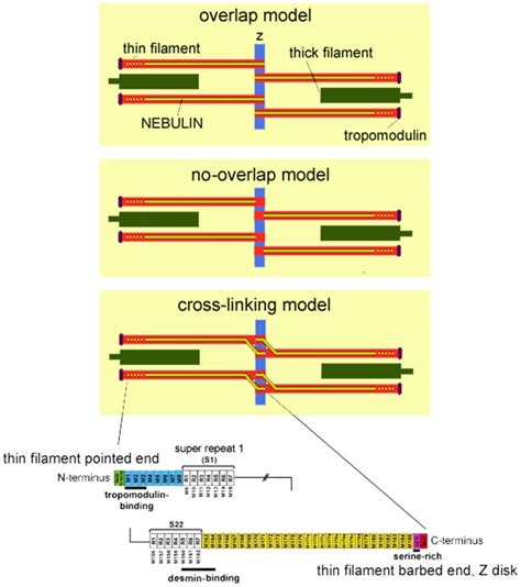 Top Three Schematics Of The Skeletal Muscle Sarcomere Depicting The