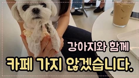 강아지와 함께 카페 가지마세요 Youtube