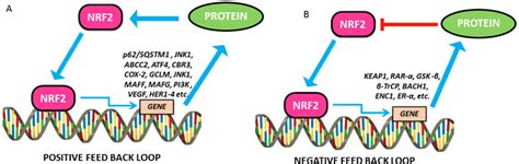 Positive And Negative Feedback Loops In Nrf2 Signalling A The