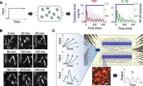 Single Live Cell Analysis Enables The Study Of Nf κb Response To