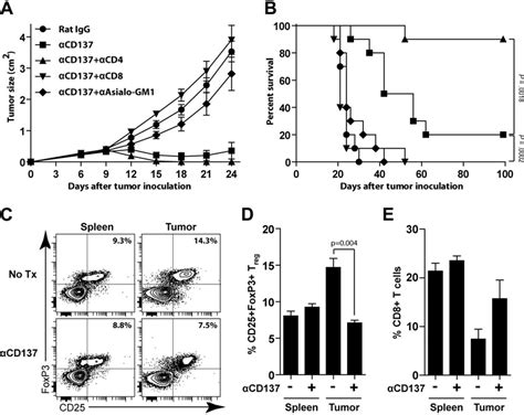 Anti Cd137 Therapy Requires Nk And Cd8 T Cells And Is Enhanced By Cd4
