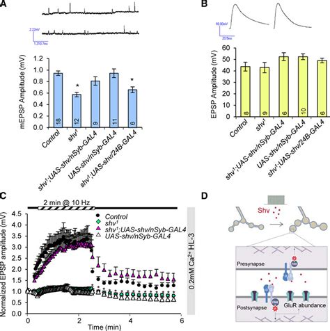 Shv Regulates Functional Plasticity A Representative Mepsp And