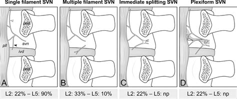 Foraminal Sinuvertebral Nerve Types And Frequencies At L2 And L5