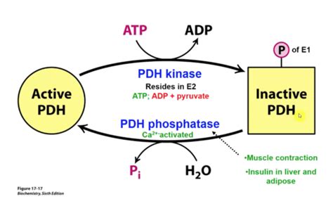 Lecture 14 The Pdh Complex And Tca Cycle Flashcards Quizlet