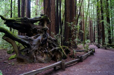 Super Fun Things To Do In Santa Rosa California No Back Home