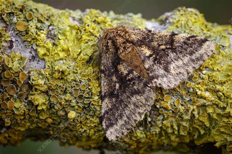 Brindled Beauty Moth Stock Image C057 7161 Science Photo Library