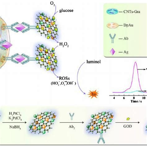 Schematic Diagram Of The Preparation Of The Ecl Immunosensor For Cea