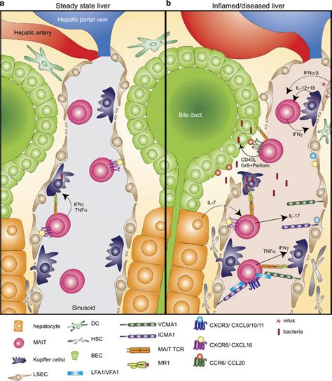 Proposed Role Of Mait Cells In The Liver A In The Steady State
