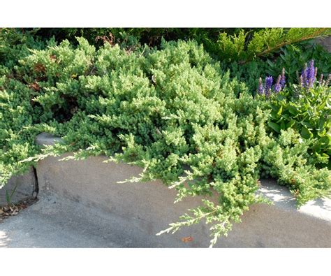 Colorado Springs Utilities Xeriscaping Dwarf Creeping Juniper