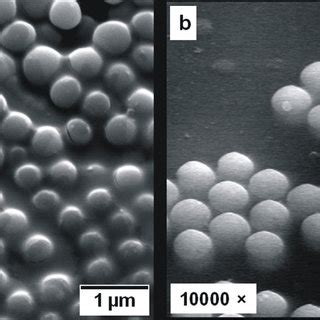 SEM Micrographs Of SiO2 A Nanoparticles And B Microparticles