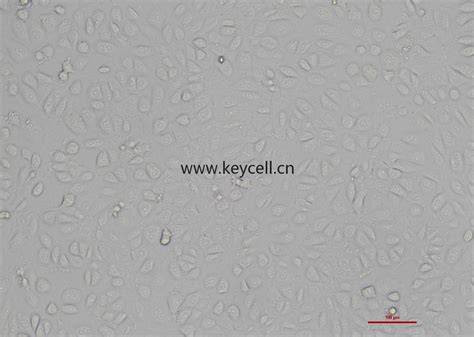 小鼠血管内皮细胞 C166（种属鉴定正确）细胞系细胞库旗赛生物科技（武汉）有限公司