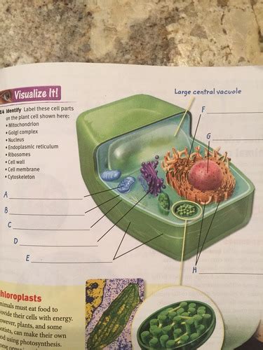 Structure And Function Of Cells Flashcards Quizlet