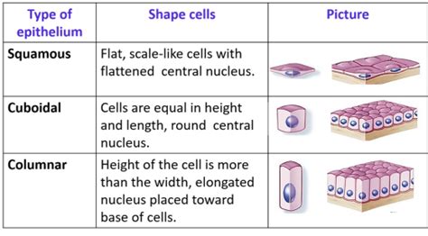 Epithelium
