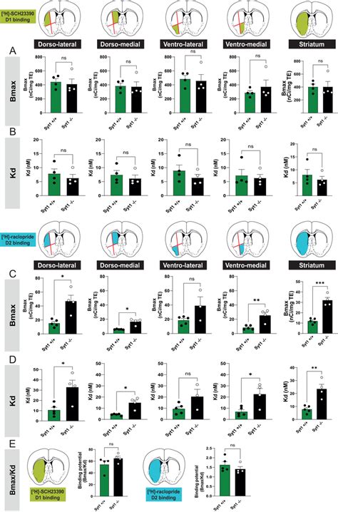 Higher D2 Receptor Density And Lower D2 Affinity In Syt1 Ckoda Mice A