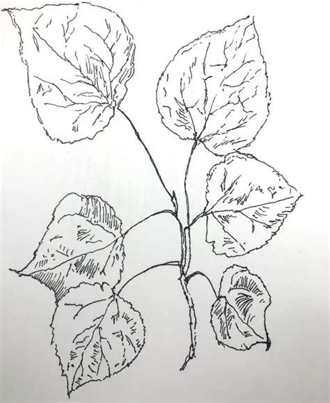 How To Draw A Tree Branch With Leaves Improve Drawing