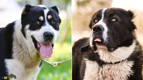 سگ آلابای؛ سگی که ولادیمیر پوتین عاشق آن است و نماد غرور ملی ترکمنستان است