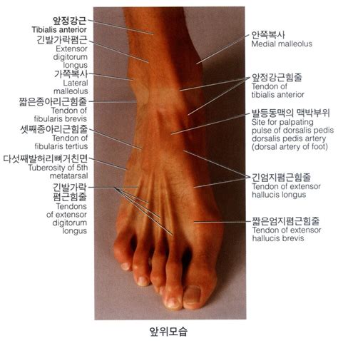 종아리 하퇴 의 근육 03 Extensor Digitorum Longus 긴발가락폄근 장지신근 長趾伸筋 네이버 블로그