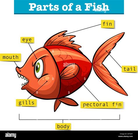 Diagram Showing Parts Of Fish Illustration Stock Vector Image And Art Alamy