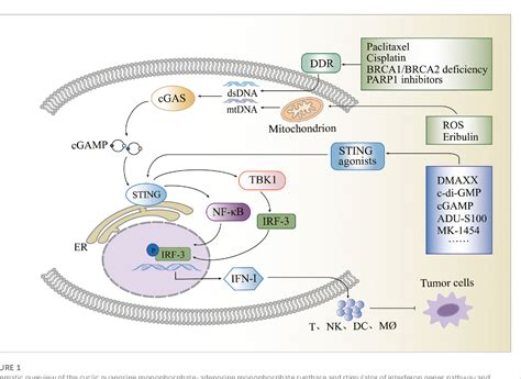 Figure 1 From Targeting The Stimulator Of Interferon Genes Sting In