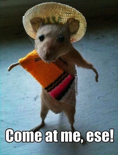 Looney Tunes Speedy Gonzales Funniest Moments Sema Data Co Op