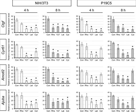 Rhoa Activity In Expanding Blastocysts Is Essential To Regulate Hippo