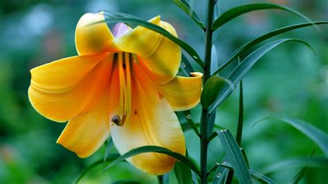 Lily Wallpaper 65 Pictures Wallpaperset